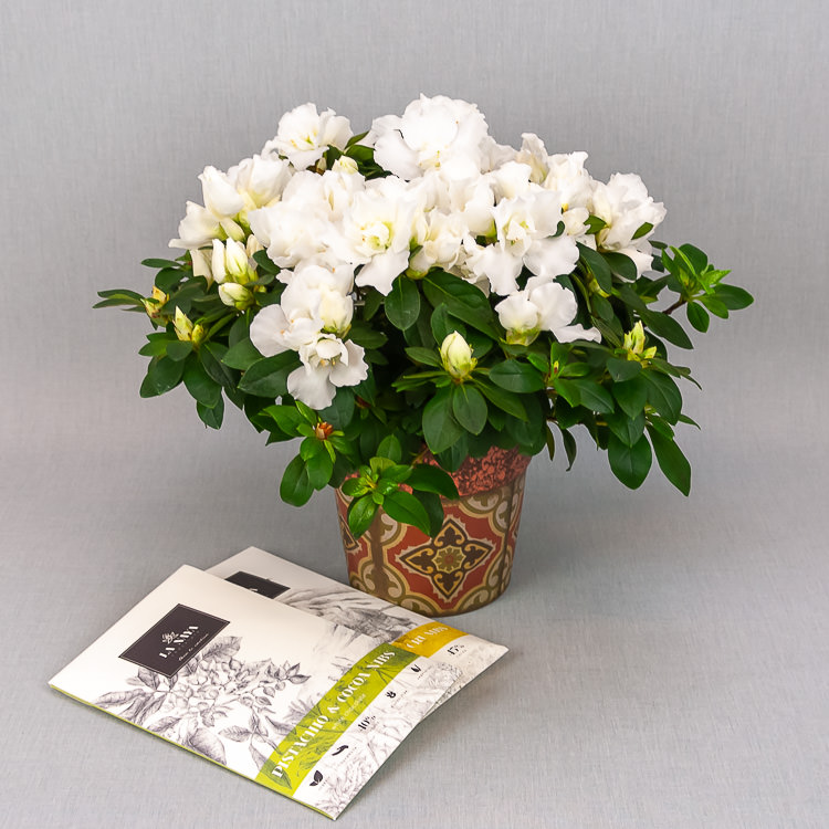 Azalija - Gėlių ir augalų pristatymas Vilniuje - Beatričės Gėlių Namai