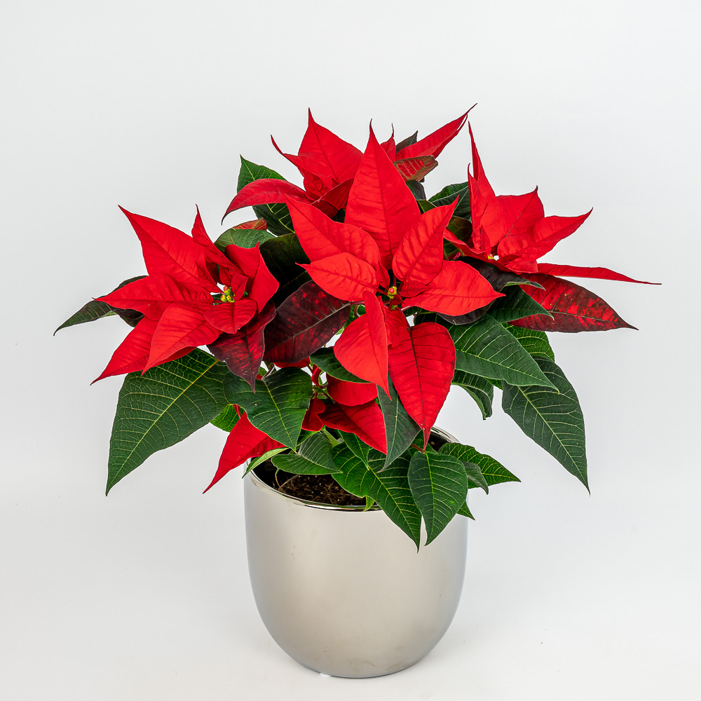 Puansetija - Gėlių ir augalų pristatymas Vilniuje - Beatričės Gėlių Namai