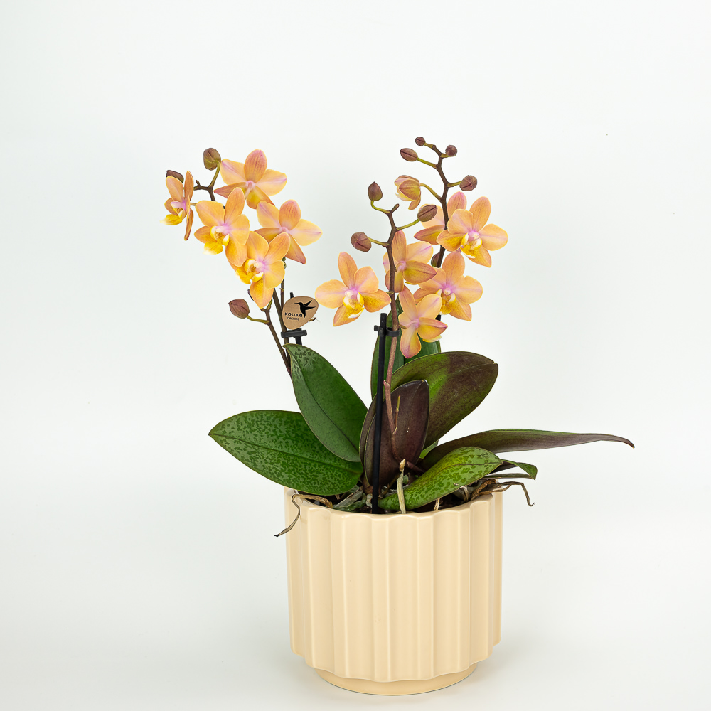 Augalai - Kompozicijos su augalais - Beatričės Gėlių Namai