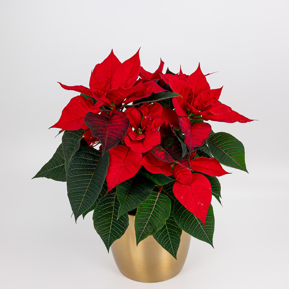 Puansetija - Gėlių ir augalų pristatymas Vilniuje - Beatričės Gėlių Namai